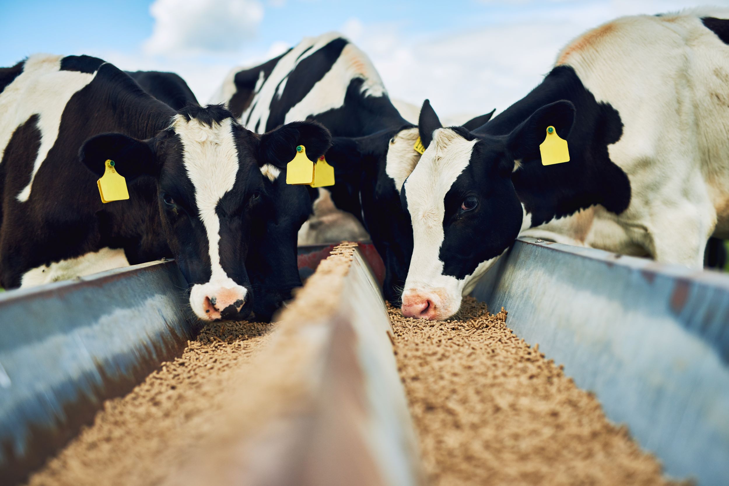 Revolutionizing Animal Feed: Industry Innovations and Leaders